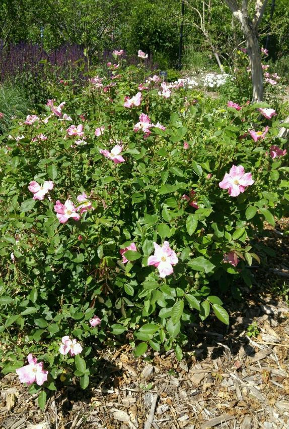 Rosa 'Nearly Wild' - Floribunda Rose, Shrub Rose, Nearly Wild Rose ...