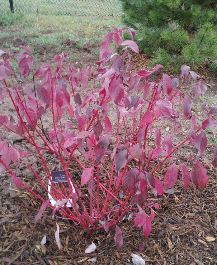 Cornus alba 'Minbat' [Baton Rouge™] - Baton Rouge™ Tatarian Dogwood ...