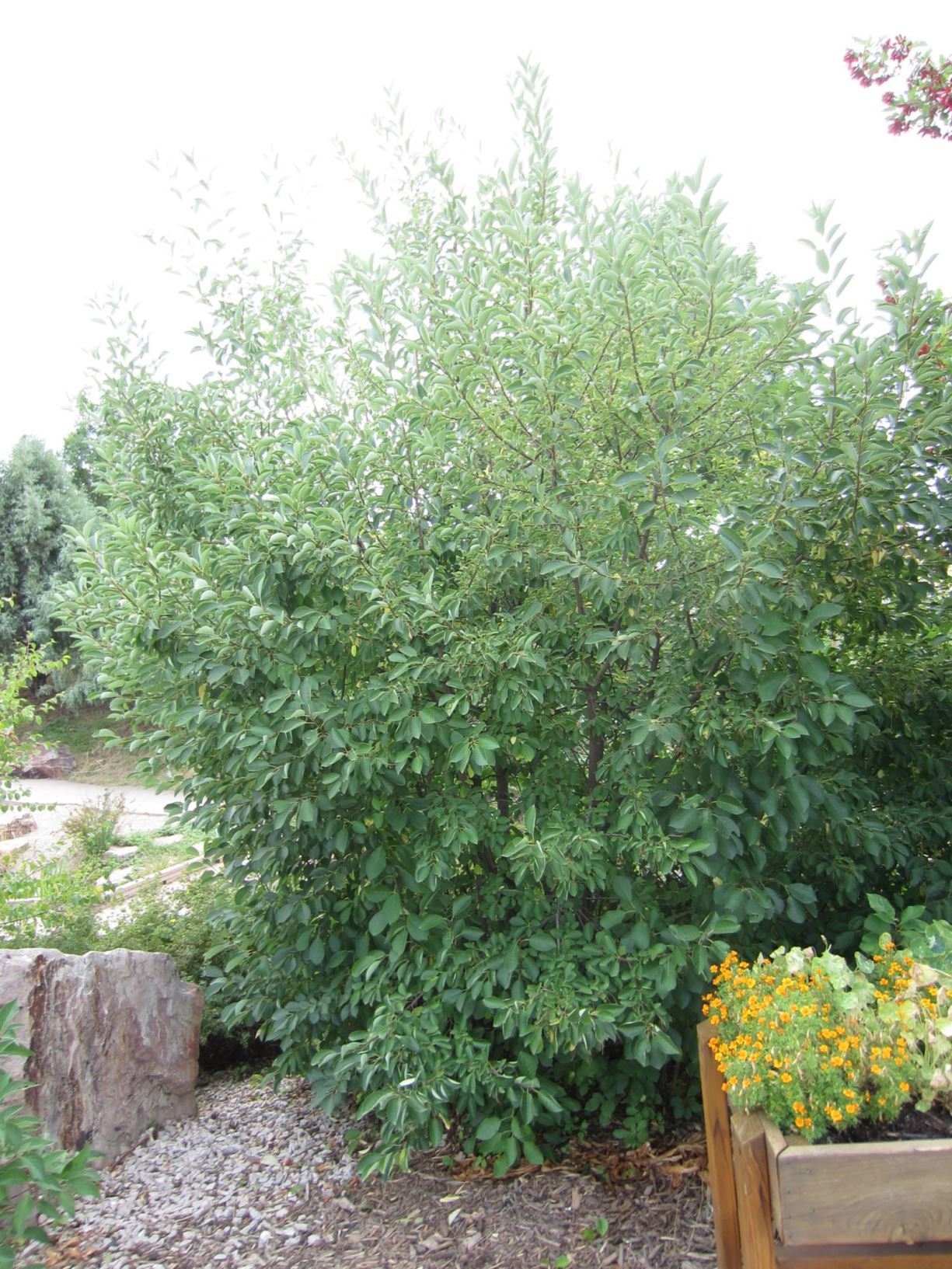 Prunus virginiana - Chokecherry | The Gardens on Spring Creek - Fort ...
