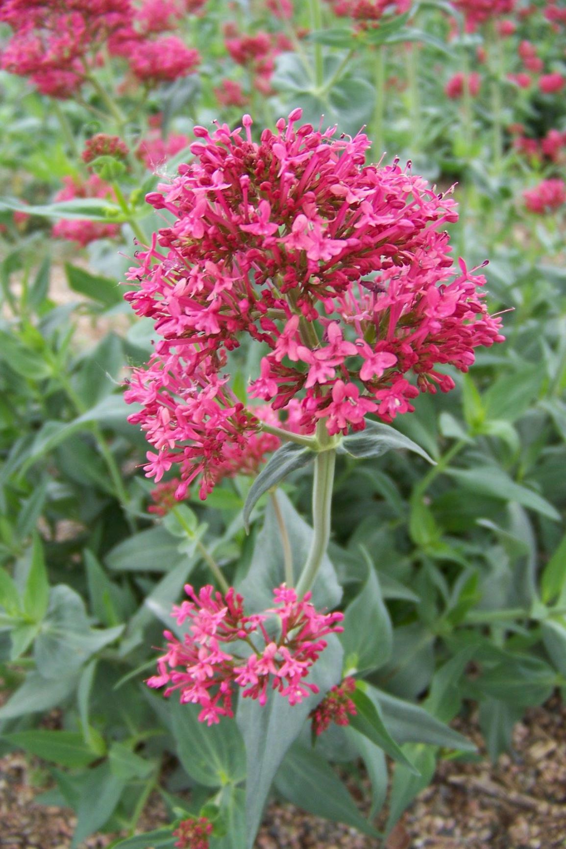 Centranthus ruber - Jupiters Beard, Red Valerian | The Gardens on ...