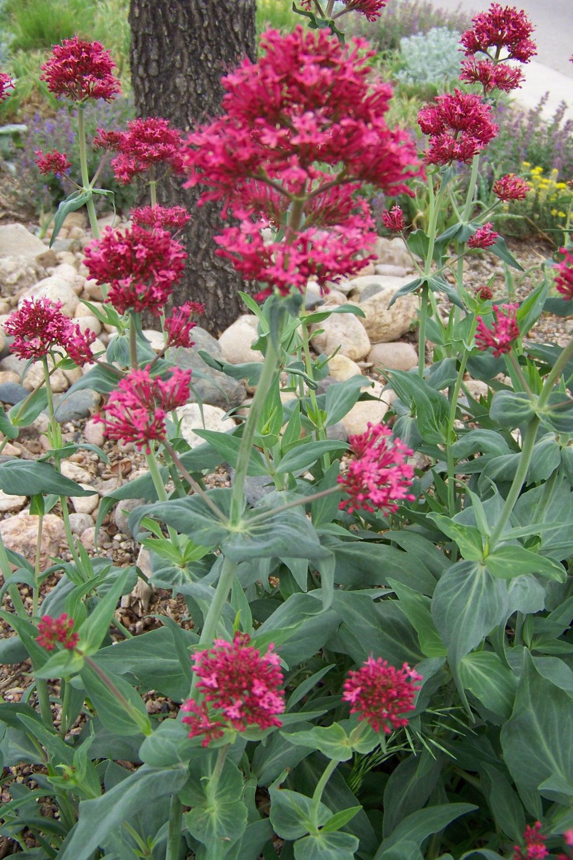Centranthus ruber - Jupiters Beard, Red Valerian | The Gardens on ...